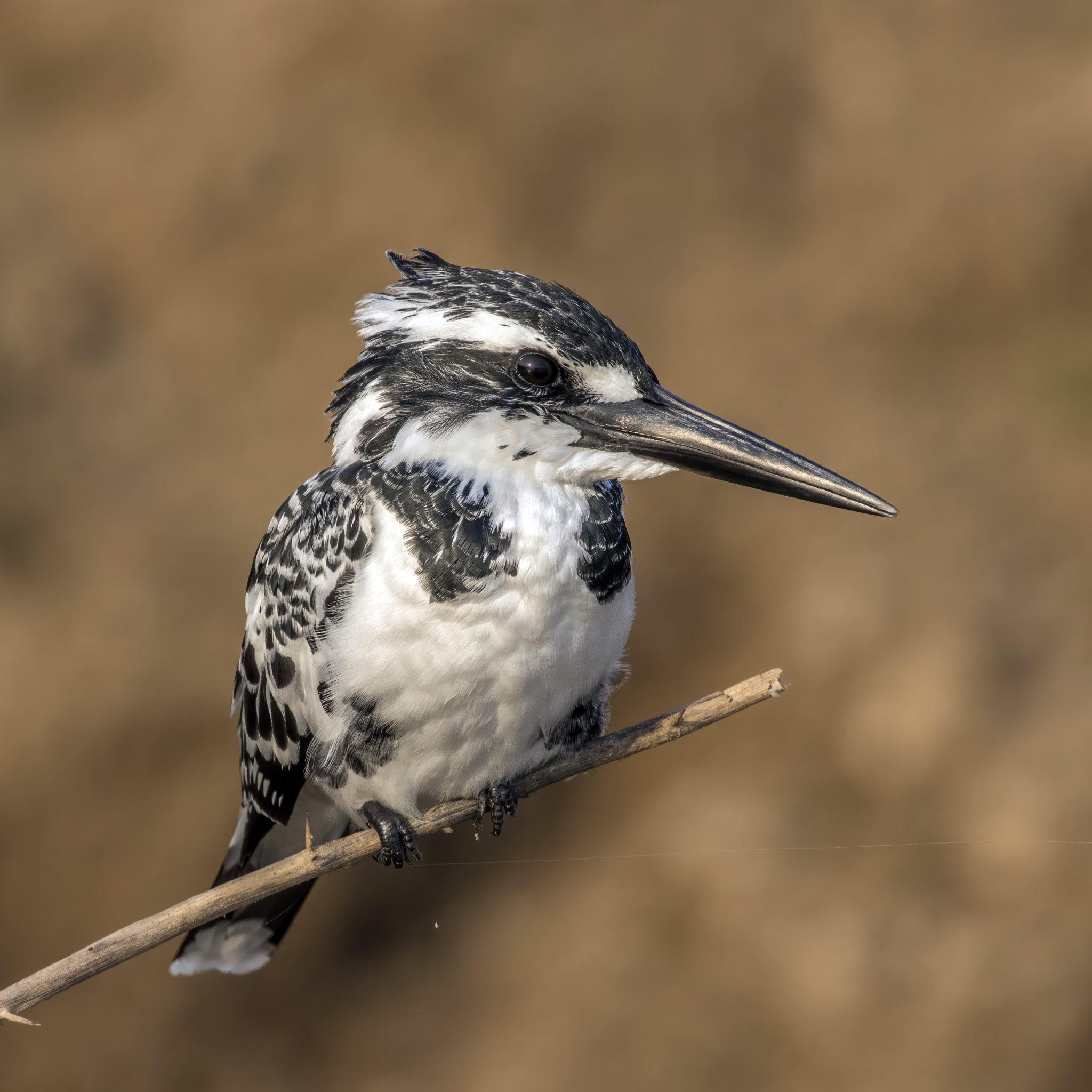 Pied Kingfisher | Remarkable Fishing Adaptation | Birds Plants Journal